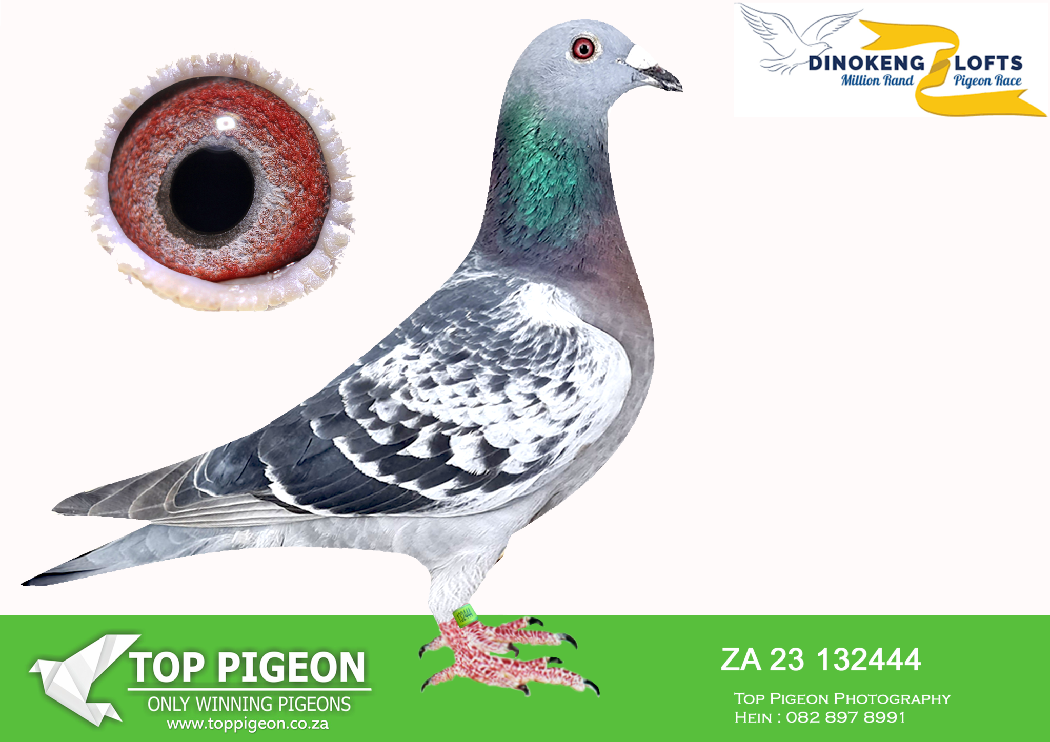 Z..LOT 124 DINOKENG OLR – WILLIE MUNNIK – ZA 23 132444 “2-469/11117” – SIRE: SRSPV 16 ZA 0469 ...