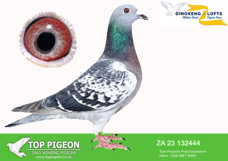 Z..LOT 124 DINOKENG OLR – WILLIE MUNNIK – ZA 23 132444 “2-469/11117” – SIRE: SRSPV 16 ZA 0469 ...