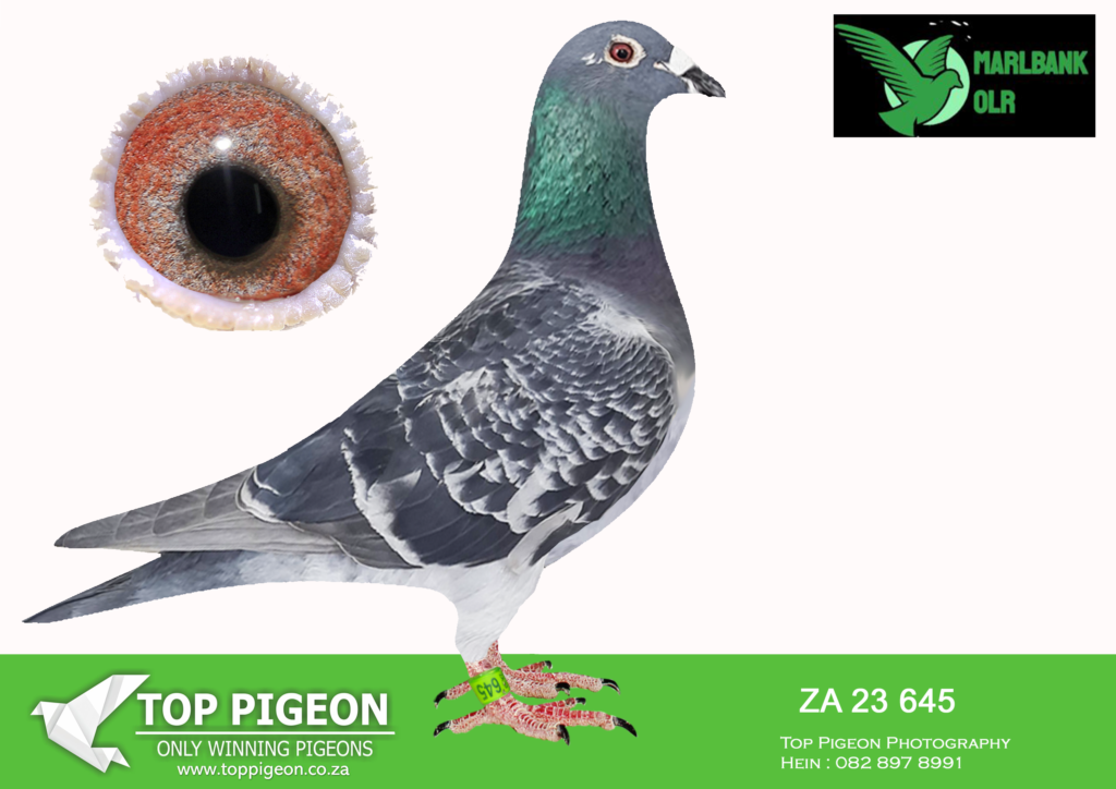 LOT 47 MARLBANK OLR -DANIE ERASMUS – ZA 23 645 – 5TH HOTSPOT 4——SIRE:ZA 21 07545. TOM LOCK ...