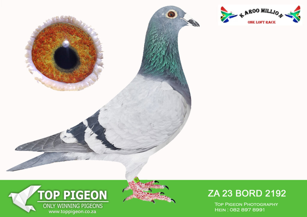 .LOT 1 KAROO MILLION OLR – ZA 23 BORD 2192 – EAST OF EDEN -2ND FINAL , 1ST ACE BIRD – WINNING ...