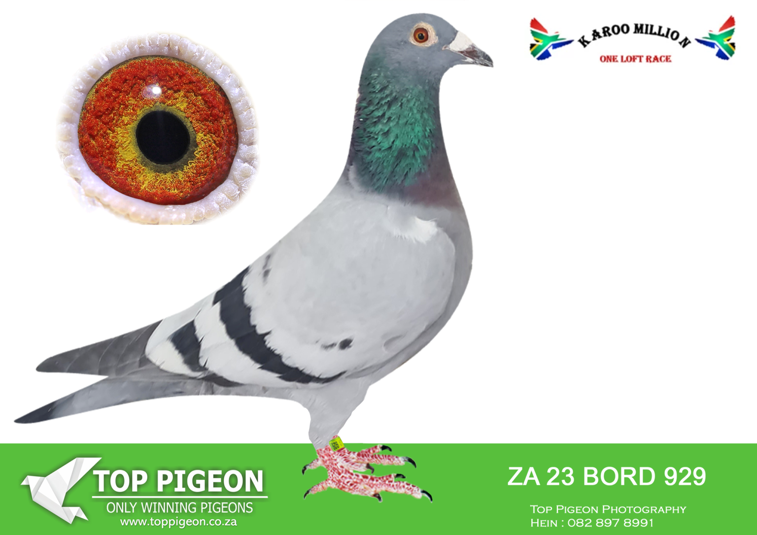 LOT 38 KAROO MILLION OLR -ZA 23 BORD 929 – KEI LOFTS —–WINNER HOTSPOT 4—— . NESTMATE SISTER ...