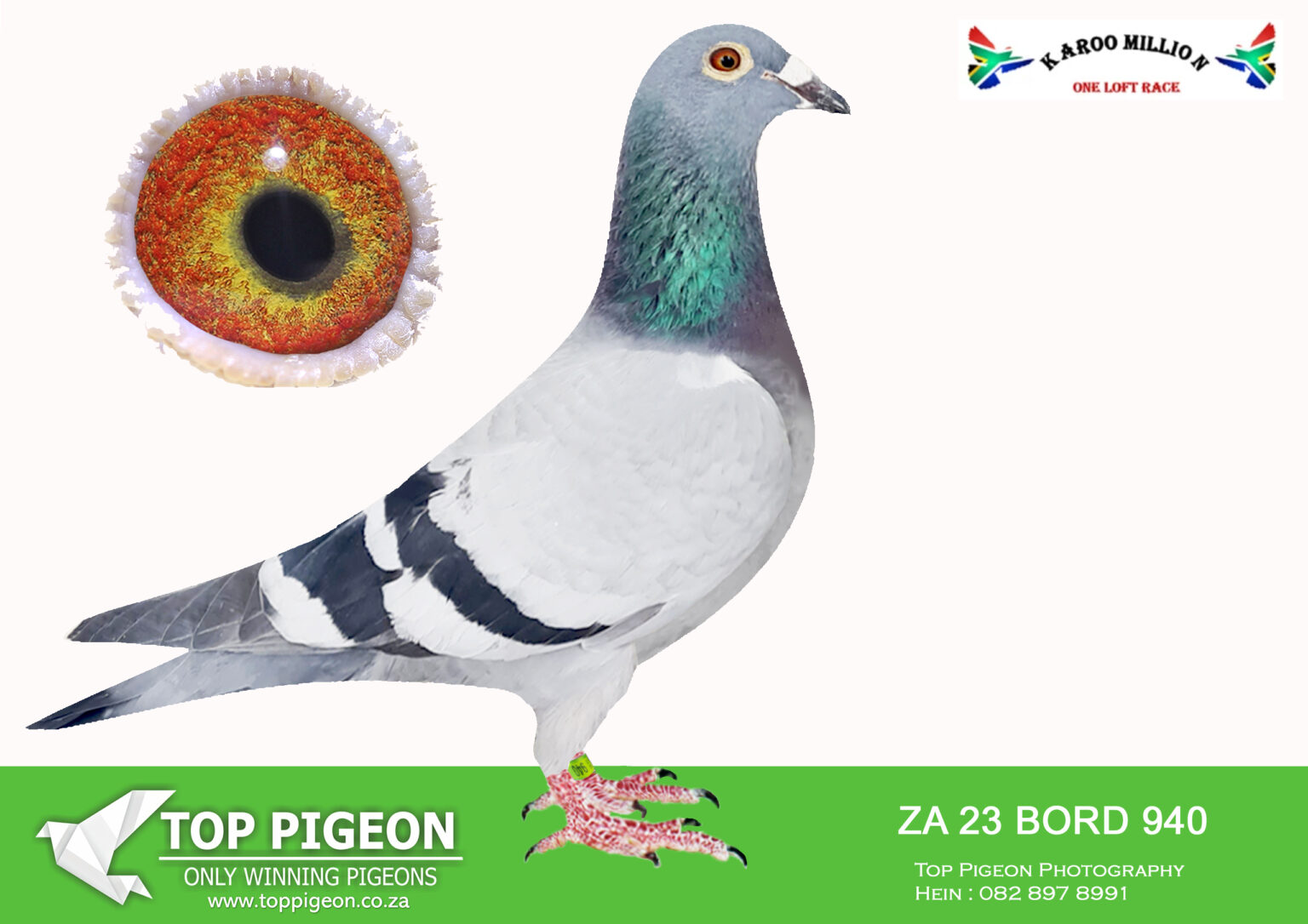 LOT 14 KAROO MILLION OLR -ZA 23 BORD 940 – KEI LOFTS -SIRE: ZA 15 TRPFD 20047. SUPERCRACK ...