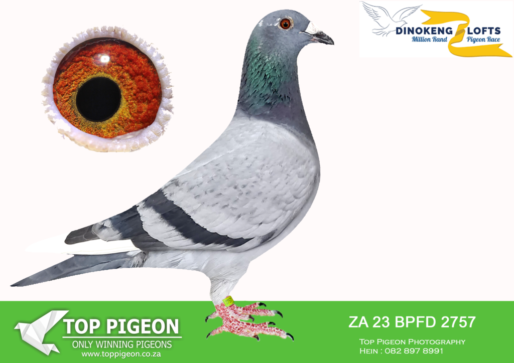 LOT 17 CRAZY R500 DINOKENG AUCTION- J LOFTS – ZA 23 BPFD 2757 “J-5”