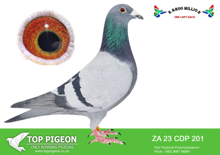 .LOT 9 R500 BARGAIN BOX JANUARY -ZA 23 CDP 201 – SMITH FAMILY LOFT -SIRE:ZA 15 BDR 5188 . Strain ...