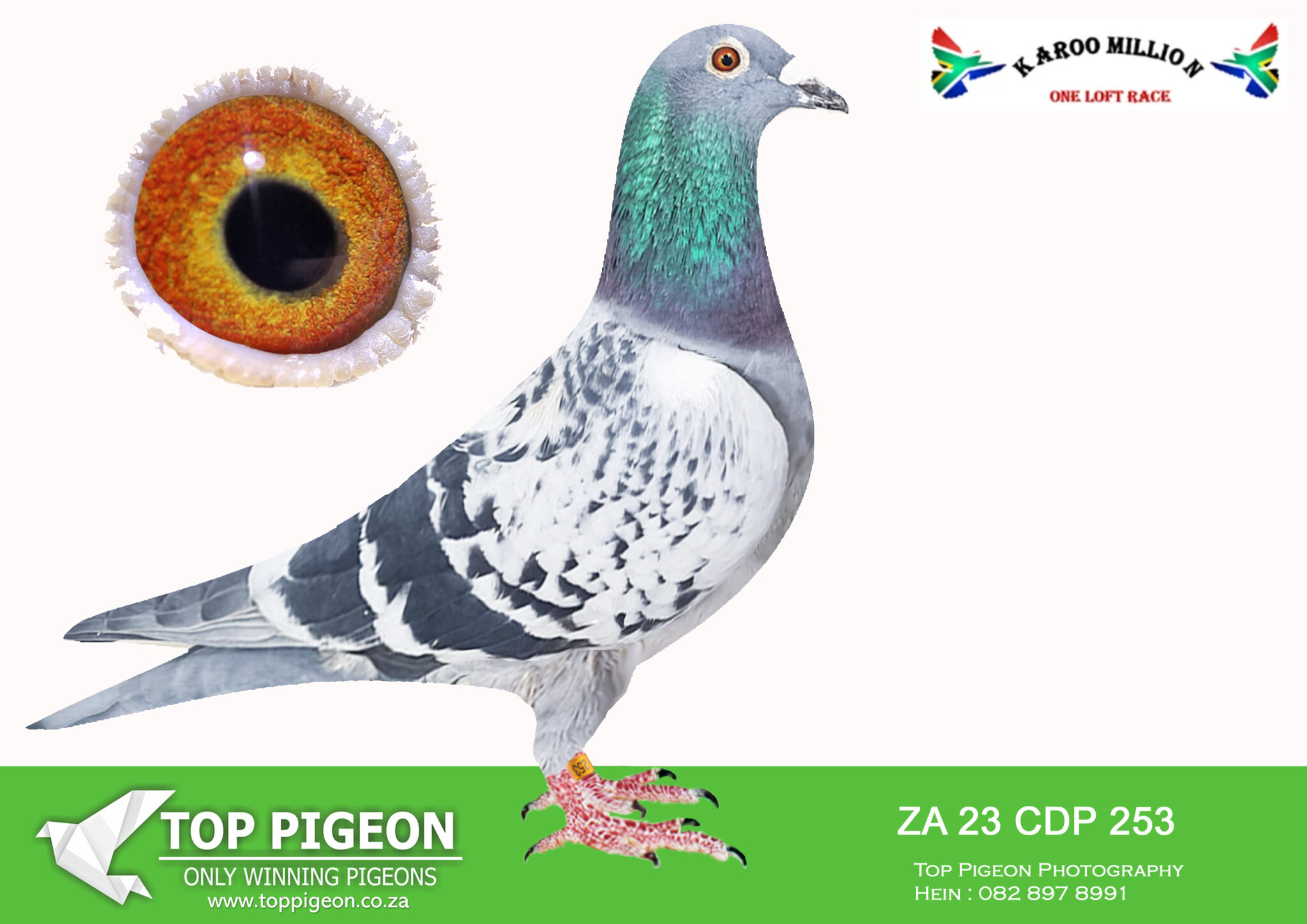 LOT 12 WACKY WEDNESDAY KAROO MILLION -ZA 23 CDP 253 – LIZELLE EN KINDERS —3RD HOTSPOT 3—SIRE:ZA ...