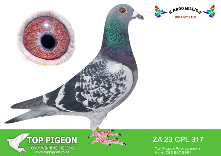 LOT 78 KAROO MILLION OLR -ZA 23 CPL 317 – HOT ROD RACING -SIRE:ZA 2611 2021 Dewald vd Merwe CPL ...