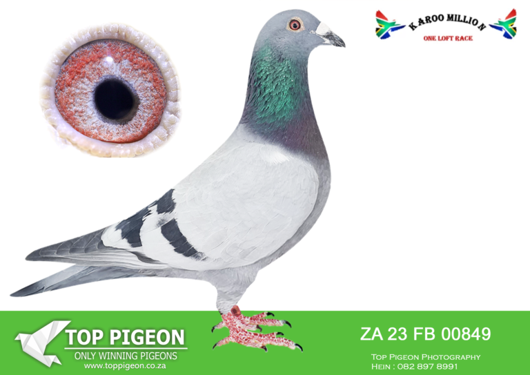 LOT 21 KAROO MILLION OLR -ZA 23 FB 00849 – SSA LOFT -SIRE:1086 NBHUD 12 . HIS HALF BROTHERS ...