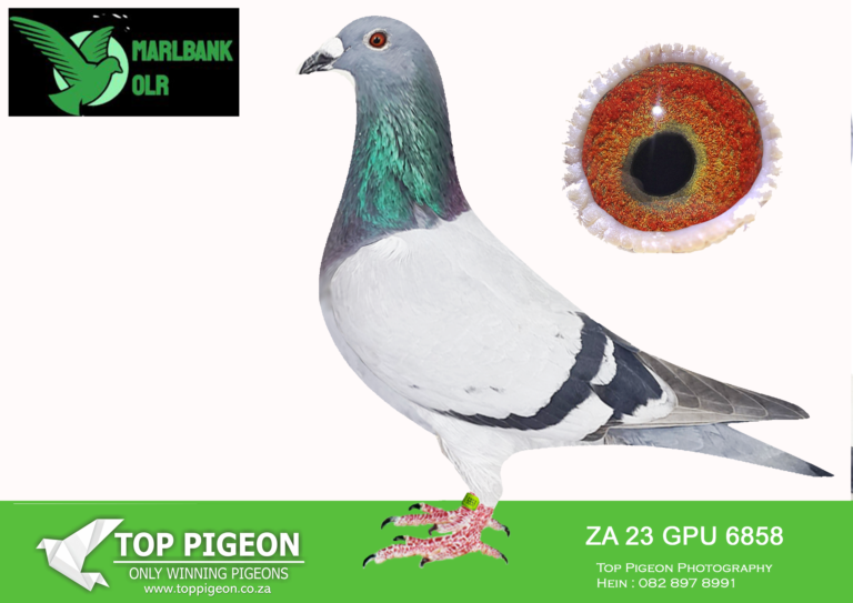 LOT 11 R500 BARGAIN BOX JANUARY -JACO & FANIE – ZA 23 GPU 6858 – SIRE:ZA 21 GPU 5983 . DESMETT ...