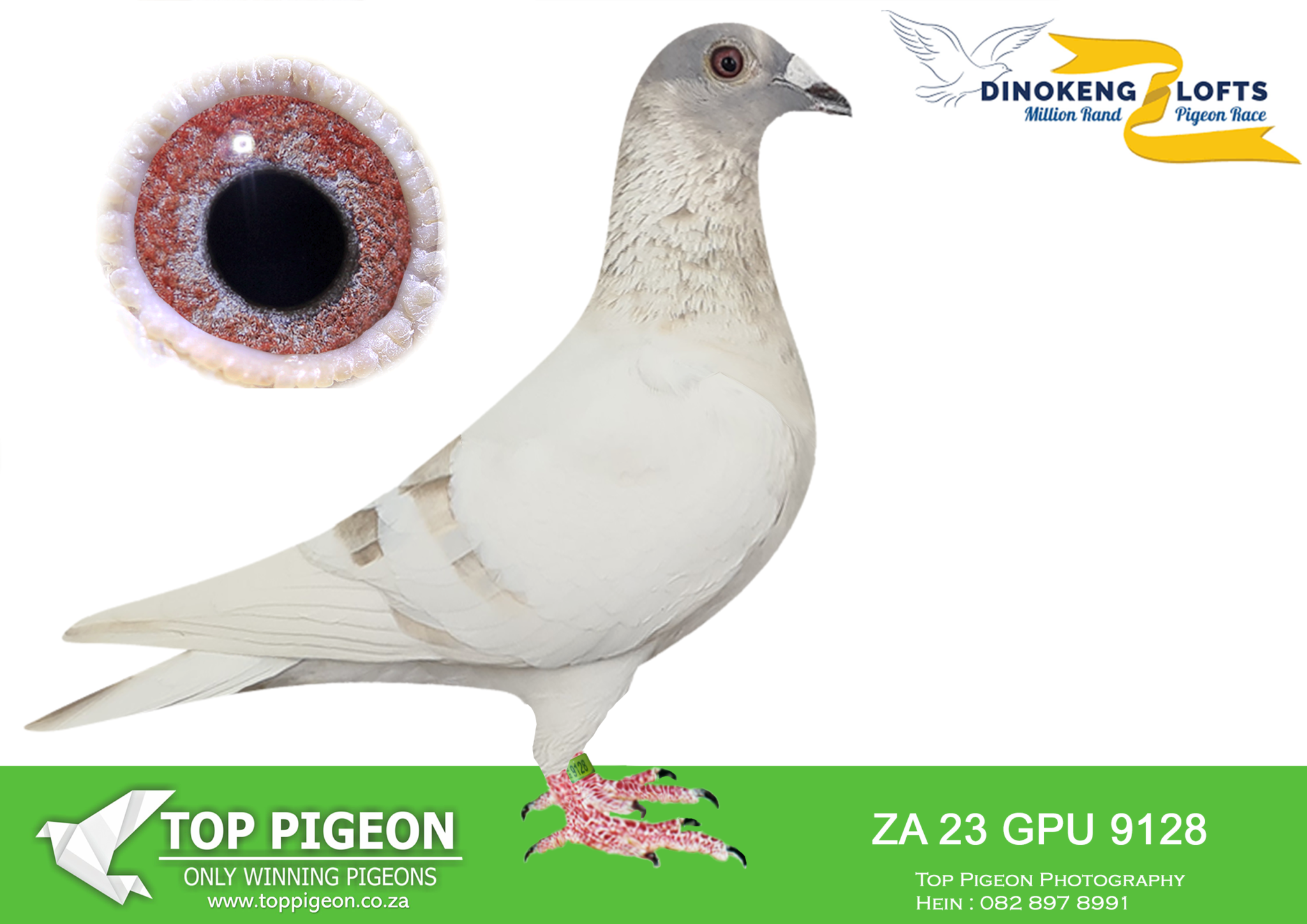 LOT 66 DINOKENG OLR – TOP PIGEON PALACE – ZA 23 GPU 9128 “KNOB THORN” — SIRE:3530 ZA GPU 22 ...