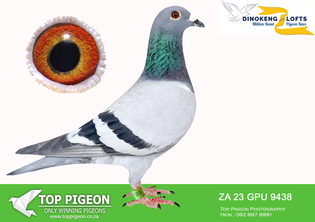 LOT 72 DINOKENG OLR – TNT ELITE – ZA 23 GPU 9438 “BOOYA” – 4TH FINAL ———–SIRE:ZA 23 PWF 3179 ...