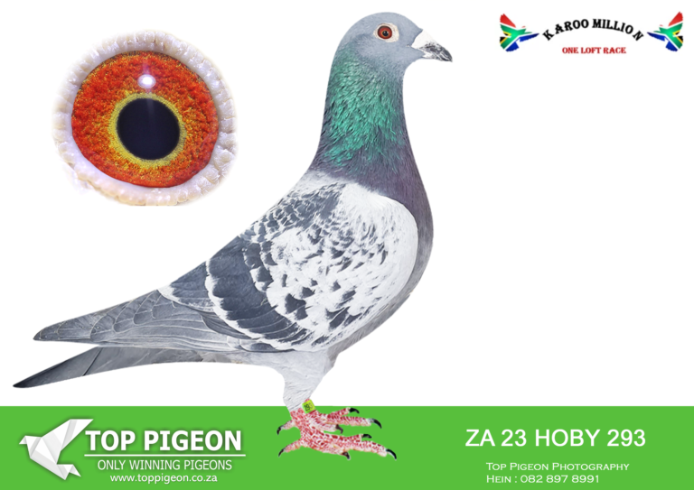 LOT 25 KAROO MILLION OLR -ZA 23 HOBY 293 – ANTON SCHONKEN -SIRE:BE 14 4281340 “BULLSEYE”. WILY ...