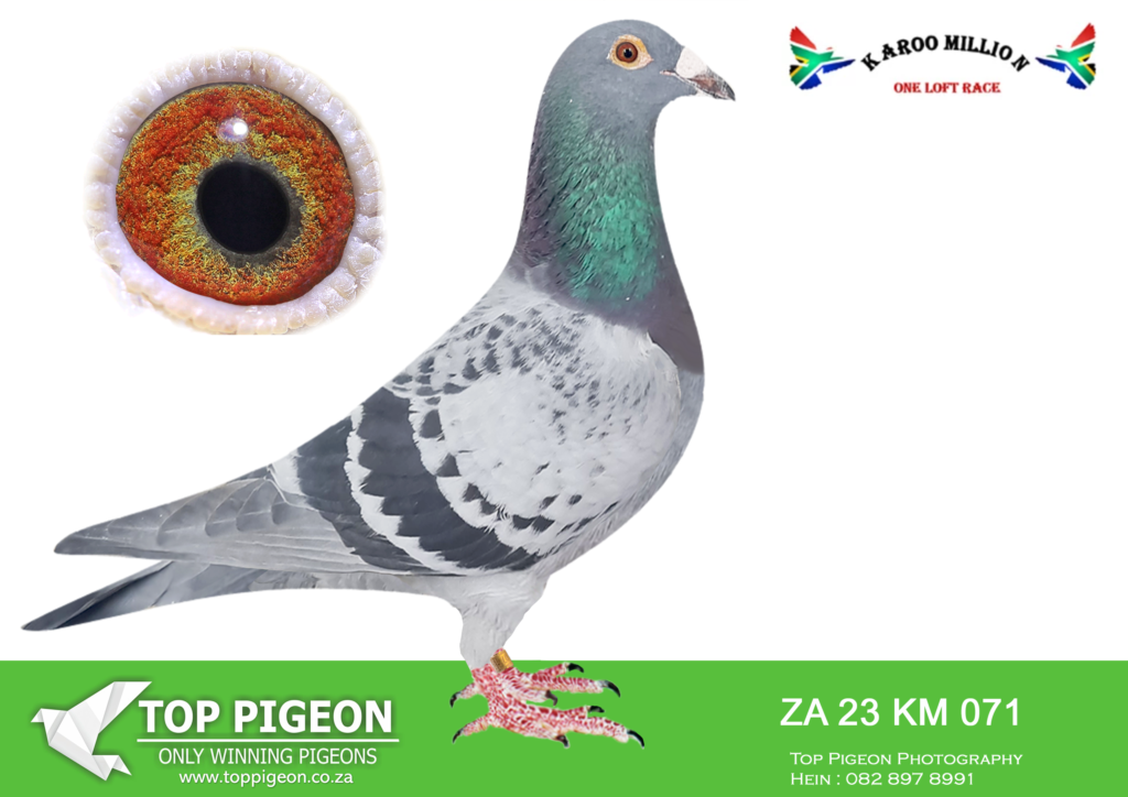 LOT 36 KAROO MILLION OLR -ZA 23 KM 071 – WEBSTER LOFTS -SIRE:BC Cock 086 -14 -DIAZ1 “THE BOSS ...