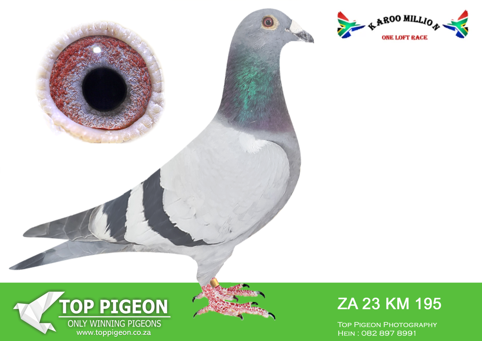 LOT 84 KAROO MILLION OLR -ZA 23 KM 195 – RAYMOND LE ROUX & OGIES WESSELS -SIRE:ZA 19 OOA 238 . 7 ...