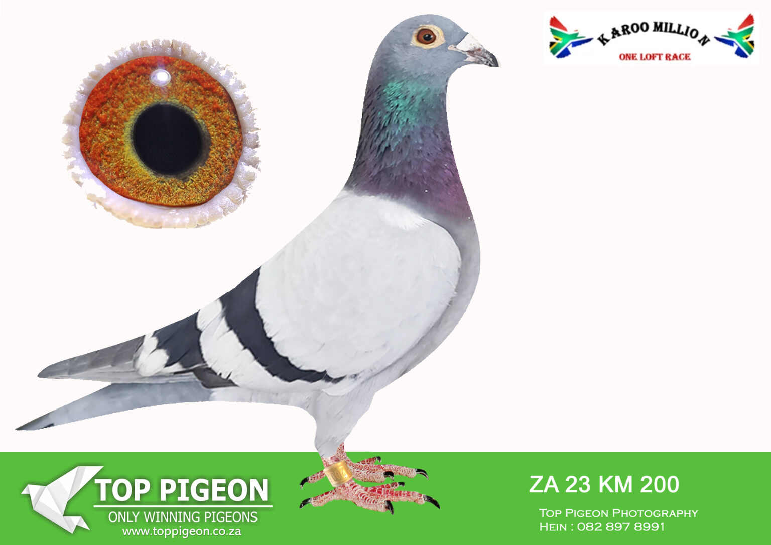 LOT 31 KAROO MILLION OLR -ZA 23 KM 200 – VRYSTAAT EXPRESS –BRED BY ANDRE ERASMUS (TSUNAMI LOFTS ...