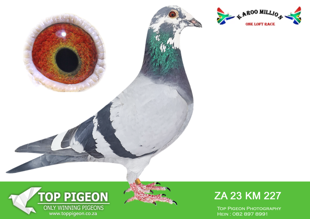 LOT 37 KAROO MILLION OLR -ZA 23 KM 227 – MEGA PIGEON – SIRE:ZA 14 TRPFD 4768 . GADDIN. BRED ...