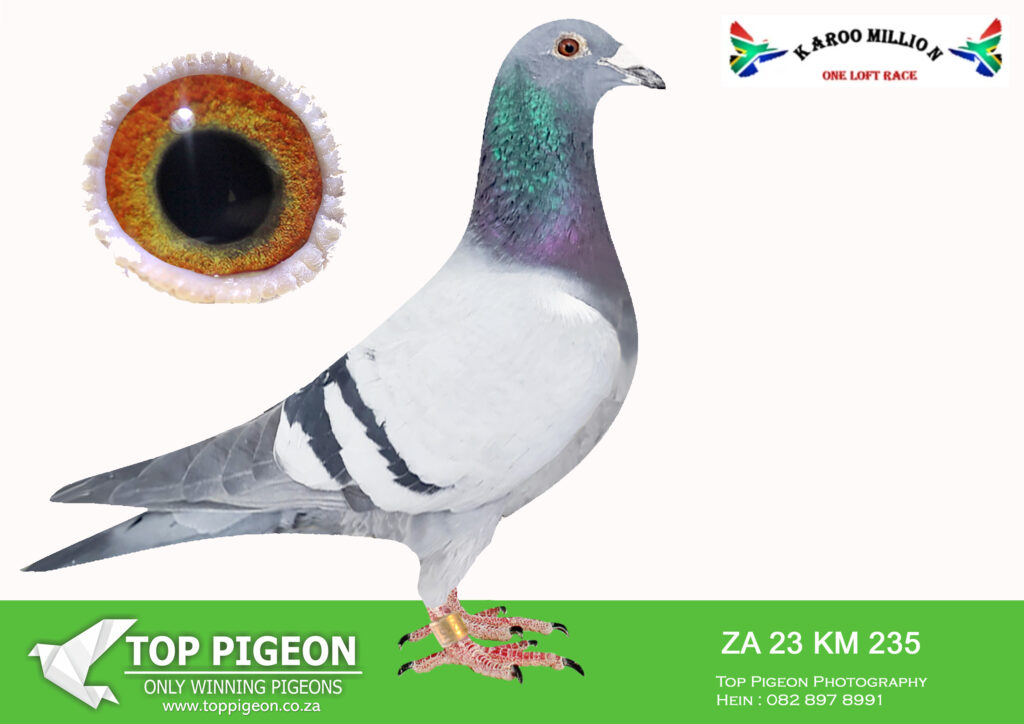 .LOT 8 WACKY WEDNESDAY KAROO MILLION -ZA 23 KM 235 – MC DANIEL -SIRE: ZA 19 VPUD 4779. SIERENS ...