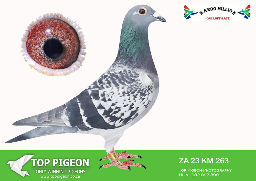 LOT 14 WACKY WEDNESDAY KAROO MILLION -ZA 23 KM 263 – LABUSCH LOFTS -SIRE:ZA 15 NKR 617 . —-DAM ...