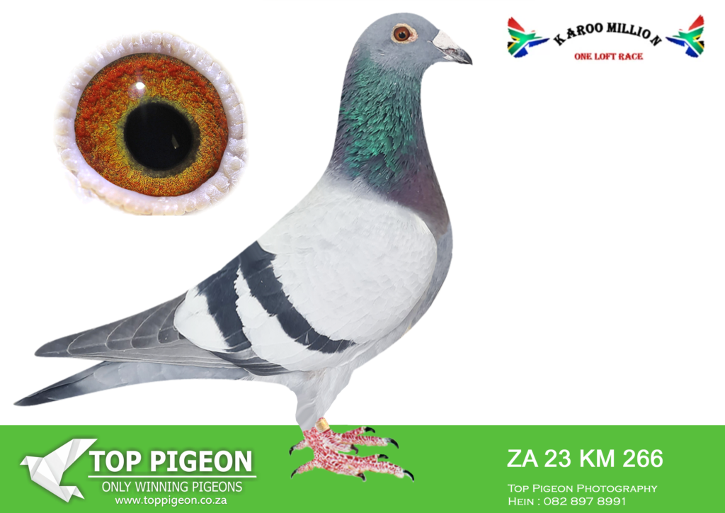 Z..LOT 100 KAROO MILLION OLR -ZA 23 KM 203 – NAIDOE LOFTS – SIRE:7994 HPT 22 ZA.Alias “”JJJ’S ...