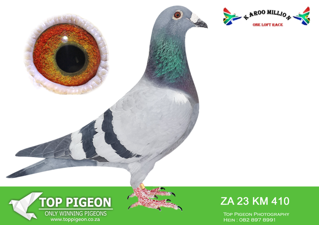 LOT 28 KAROO MILLION OLR -ZA 23 KM 300 – VIP LOFT -SIRE:151 LPU/D 15 ZA.Alias “151” Strain ...