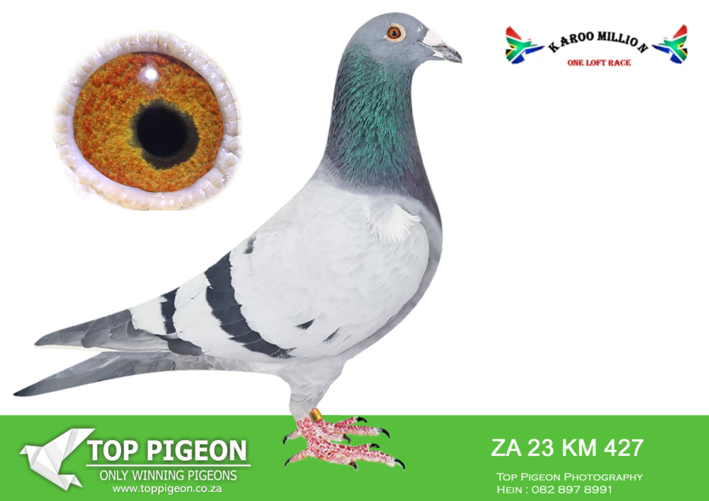 LOT 17 KAROO MILLION OLR -ZA 23 KM 427 – RUBEN VAN HEERDEN -SIRE:795/16.-DAM:435.SEE PEDIGREE ...