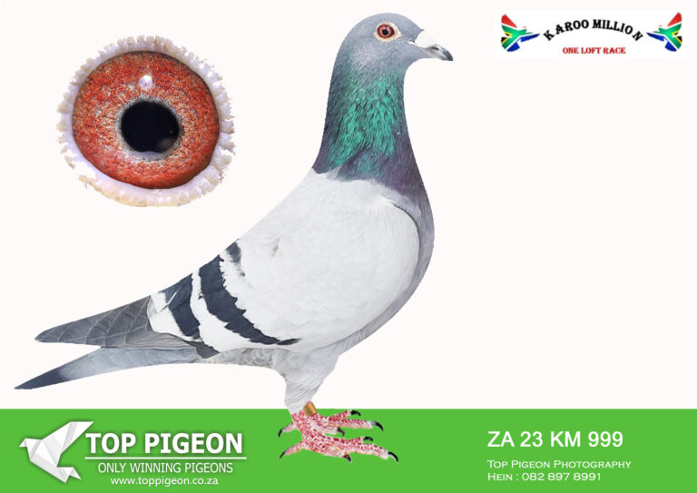 .LOT 4 KAROO MILLION OLR -ZA 23 KM 999 – KWARRA LOFTS -SIRE:ZA 20 OPUD 0022 . TWILIGHT / TOM ...