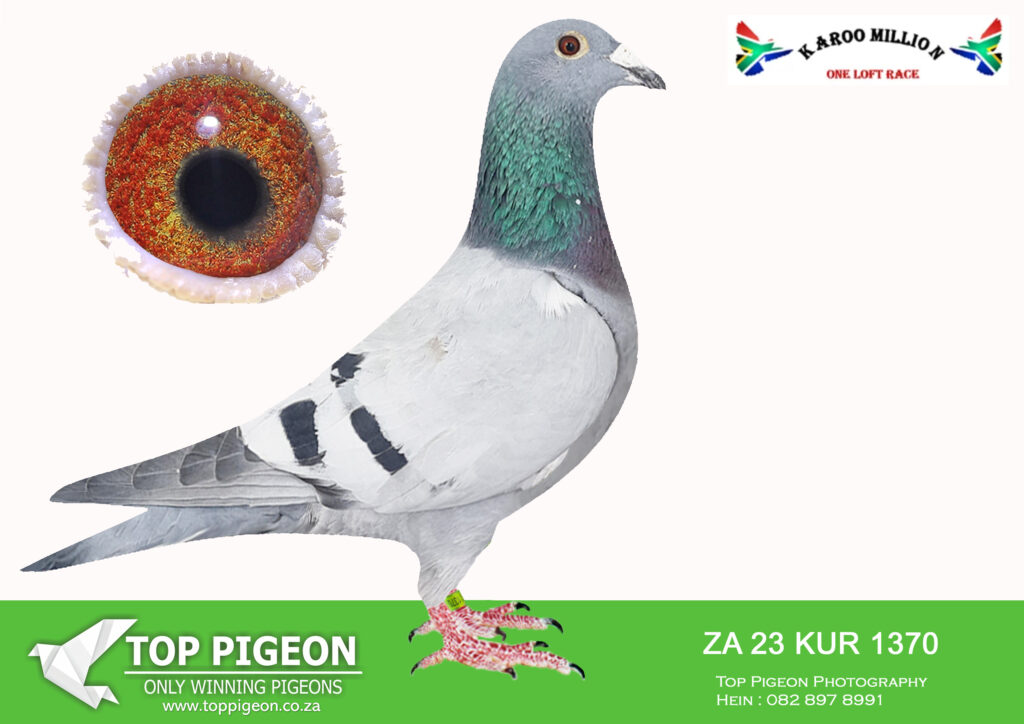 LOT 33 CRAZY R500 AUCTION -ZA 23 BORD 924 – KEI LOFTS -SIRE:ZA 21 BORD 3714 . PUTTERIE ...