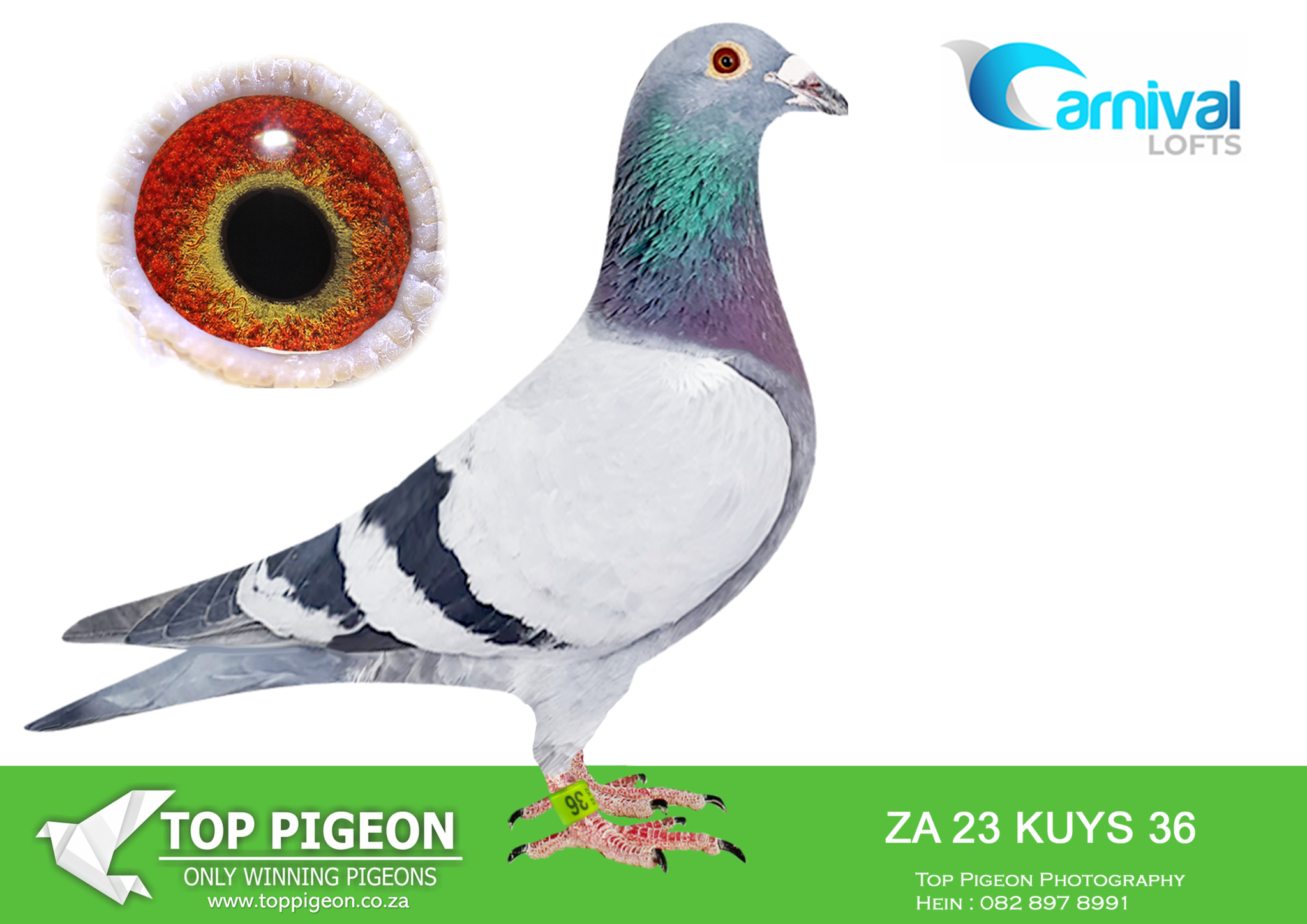 LOT 96 CARNIVAL WINTER OLR -PIGEON POWER – ZA 23 KUYS 36 -SIRE:ZA 2022 ...
