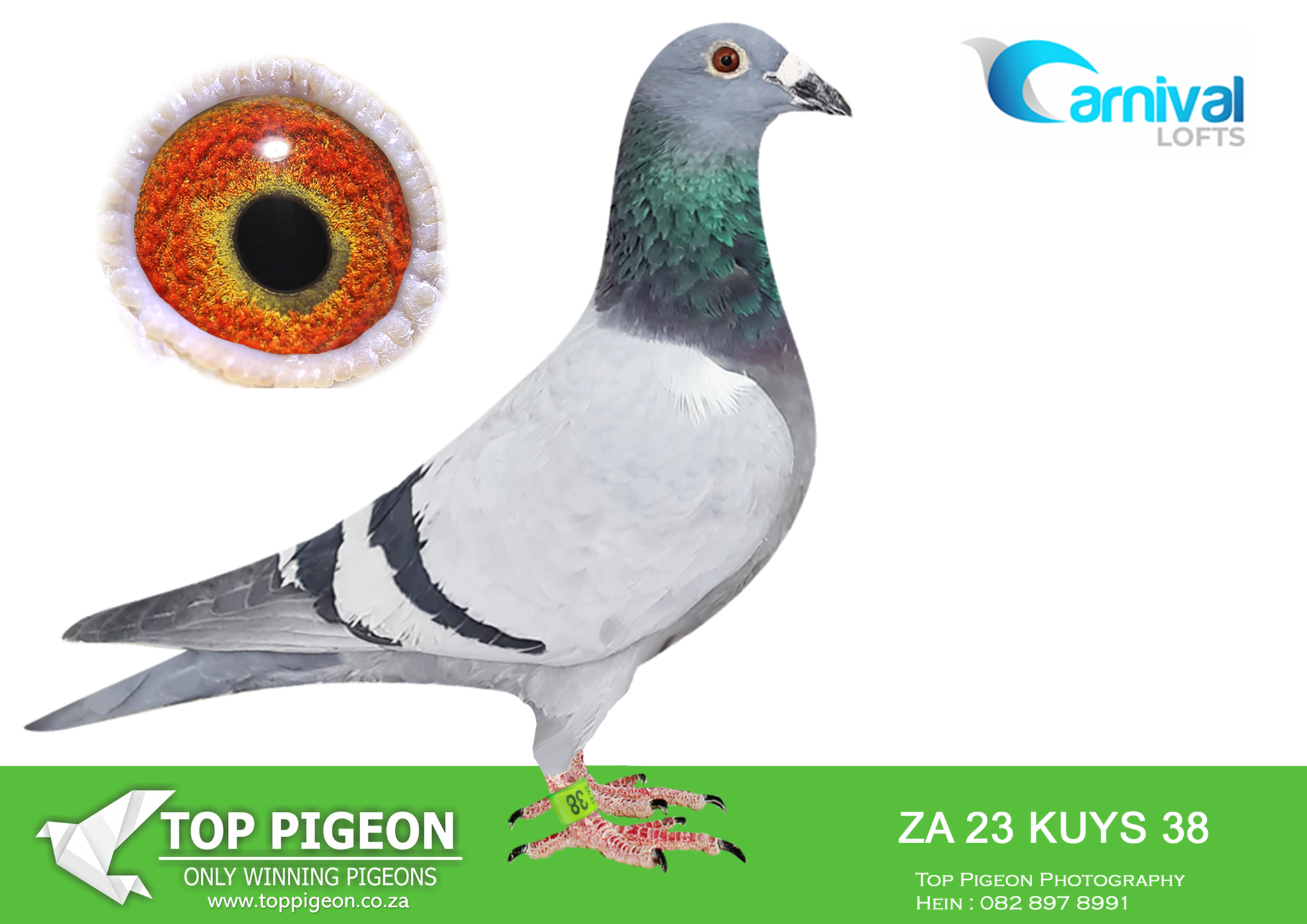 Z.. LOT 101 CARNIVAL WINTER OLR -PIGEON POWER – ZA 23 KUYS 38 -SIRE:ZA ...