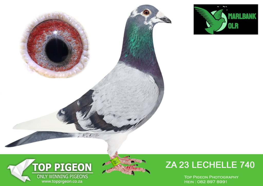 .LOT 2 R500 BARGAIN BOX JANUARY – ZA 23 LECHELLE 740 – 13TH ACE PIGEON ———SIRE:153 ZA 20 DVNH ...