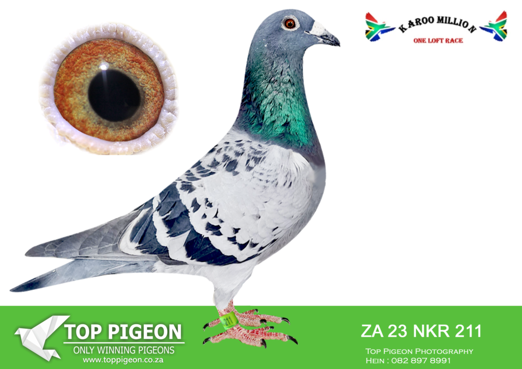 .LOT 9 WACKY WEDNESDAY KAROO MILLION -ZA 23 NKR 211 – LABUSCH LOFTS -SIRE:ZA 15 NKR 0921 . DAM ...