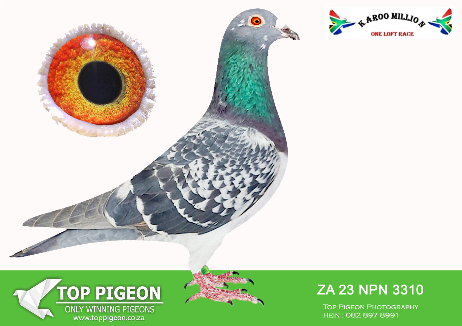 LOT 41 KAROO MILLION OLR -ZA 23 NPN 3310 – PENNINGTON LOFT -Full sister won Sonskyn One Loft ...