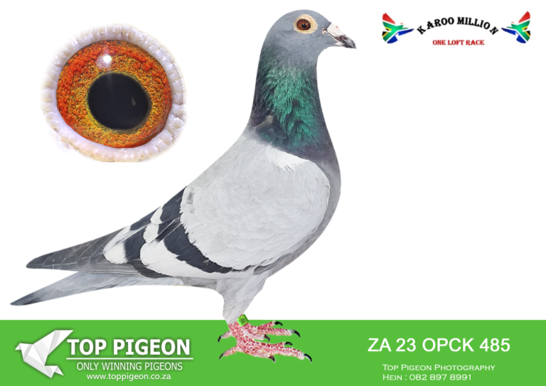 LOT 76 KAROO MILLION OLR -ZA 23 OPCR 485 – ANDERSON RACING TEAM -SIRE:Circuit breaker Heart ...