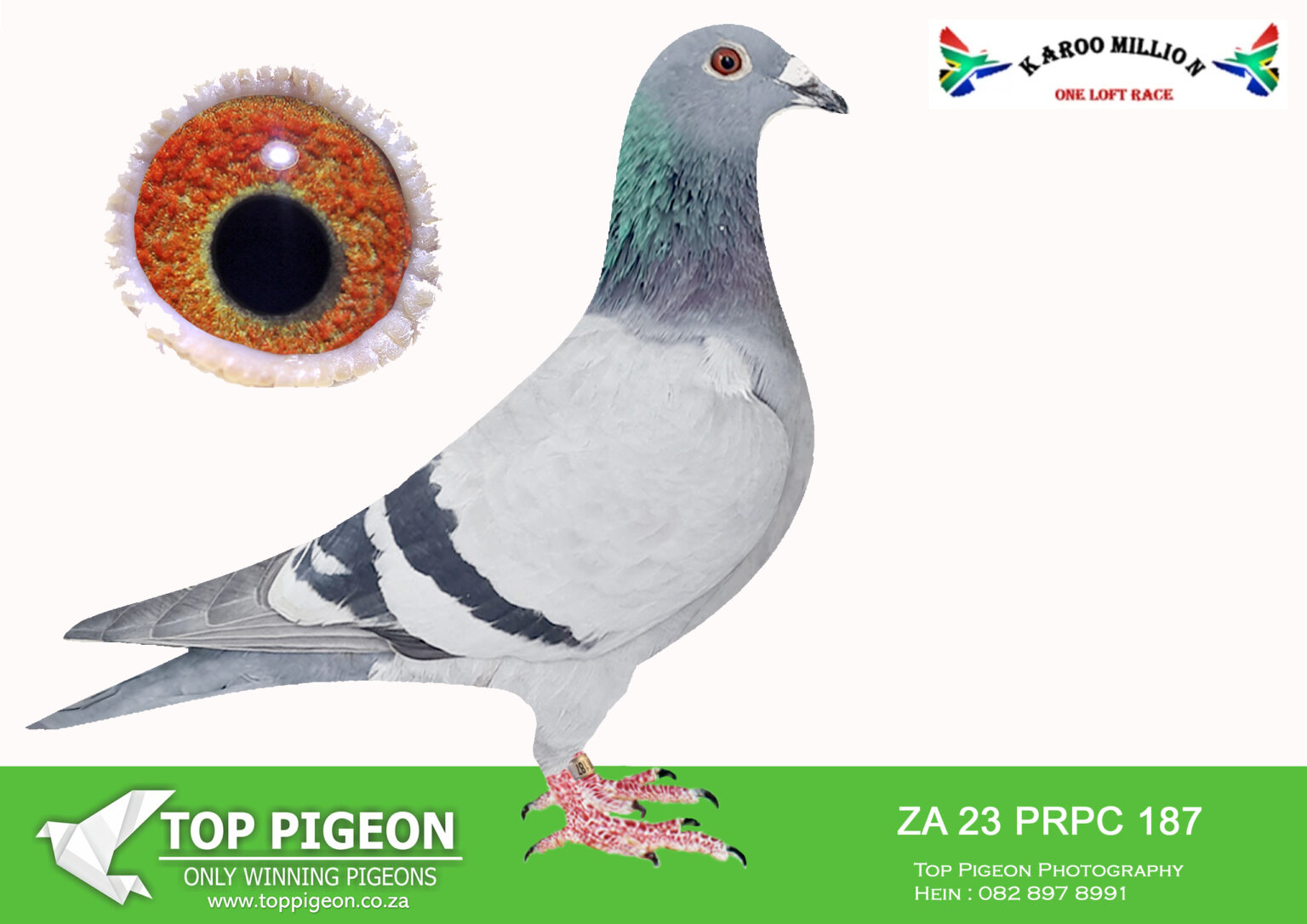 LOT 29 KAROO MILLION OLR -ZA 24 DRPC 187 – HOBE -FULL SISTER TO THIS BIRD FLEW AT KAROO 2023 ...