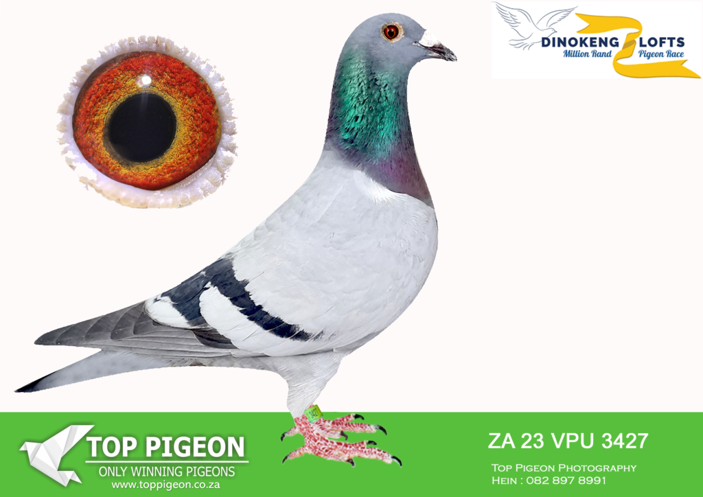 LOT 10 DINOKENG OLR -JACO & DANIE – ZA 23 GPU 2989 “DTR CHILD RED KITTEL”-2ND ACE PIGEON —-HS 1 ...