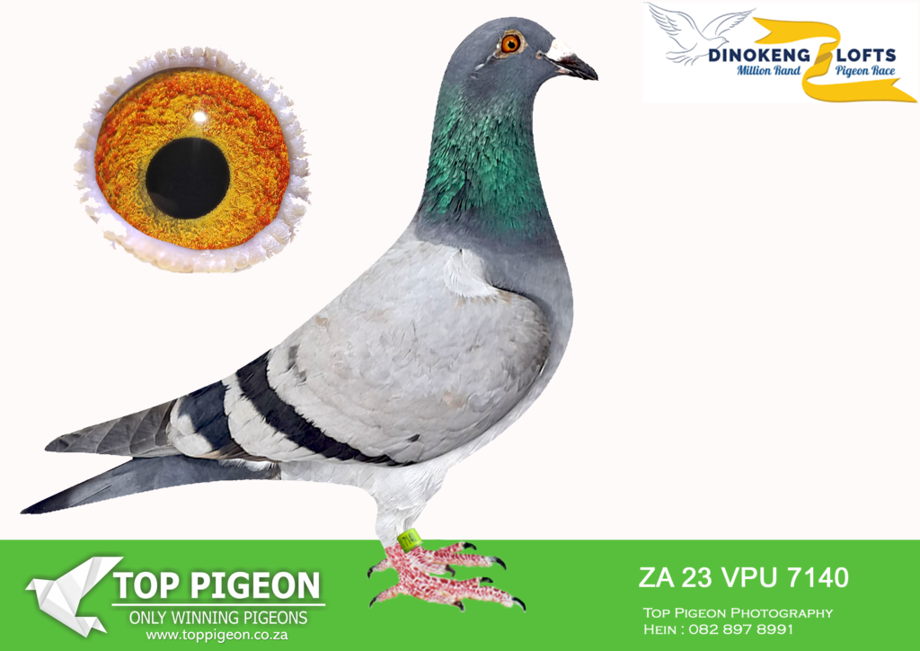 LOT 70 DINOKENG OLR – PARSONS , VAN ZYL & ROUS – ZA 23 VPU 7140 ‘KAROO NOOI”-SIRE:NOK 254 21 ...