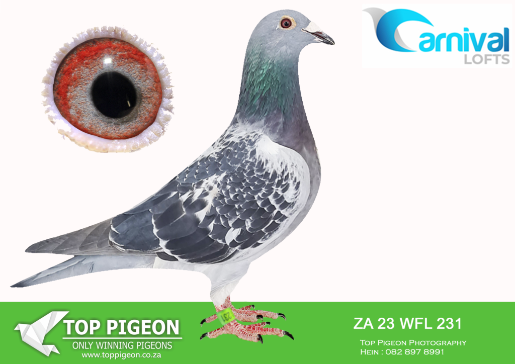 .LOT 2 CARNIVAL WINTER OLR -WINNERS FLIGHT LOFT – ZA 23 WFL 231 -RACED ...