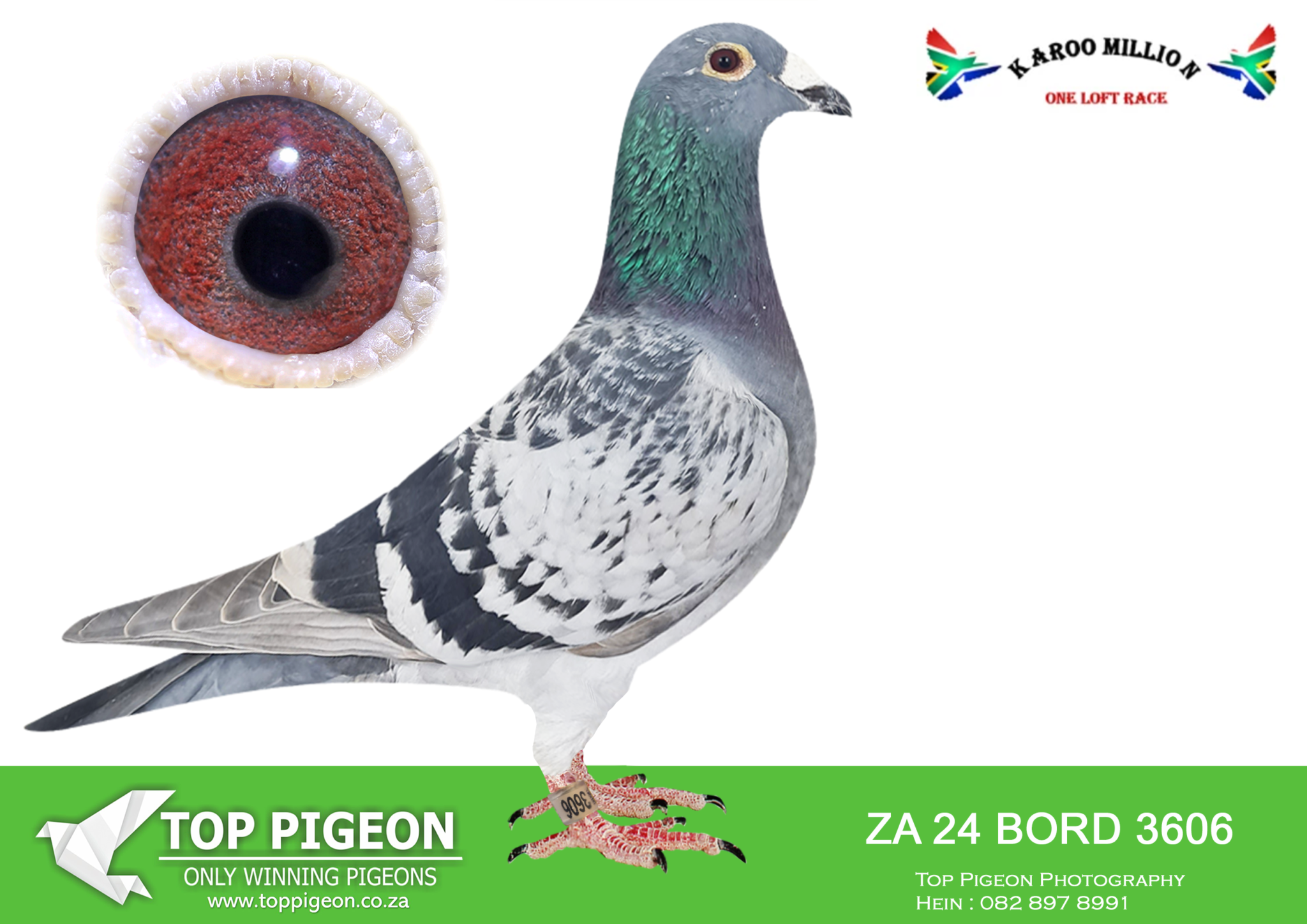 LOT 16 KAROO MILLION OLR -ZA 24 BORD 3606 – OUDELUCK -SIRE:ZA DIAS-20-253 C MR ACE LEX WEBSTER ...