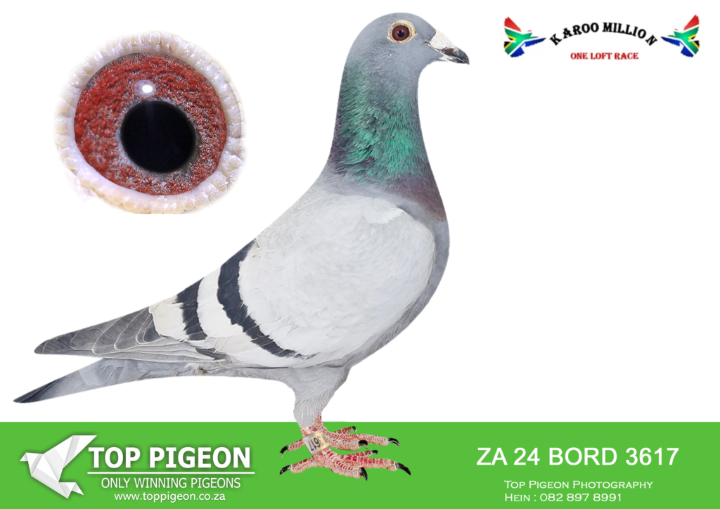 LOT 48 KAROO MILLION OLR -ZA 24 BORD 3617 – OUDELUCK -SIRE:ZA PPKD-22-263 C GOLD DOLLAR CAMELOT ...