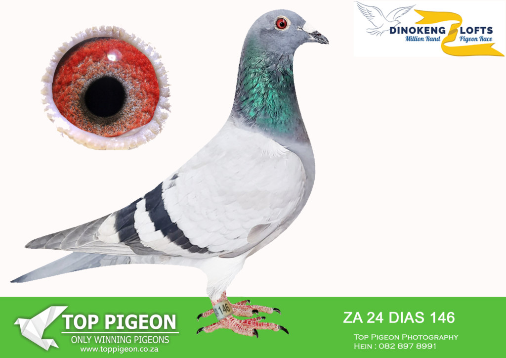 LOT 86 DINOKENG OLR – LEN KNOETZE LOFTS – ZA 24 DIAZ 146 “LKL146” —RACE ...