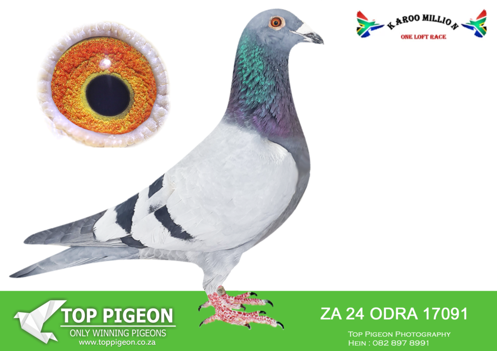 LOT 95 KAROO MILLION OLR -ZA 24 ODRA 17091 – EAST OF EDEN -9TH SUPER ACE ——–SIRE:ZA 15 BORD 5253 ...