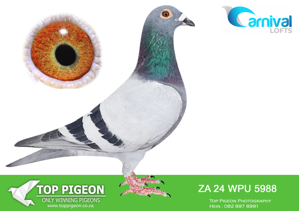 LOT 10 R500 BARGAIN BOX – ZA 24 WPU 5988 – BELMONT HOKKE