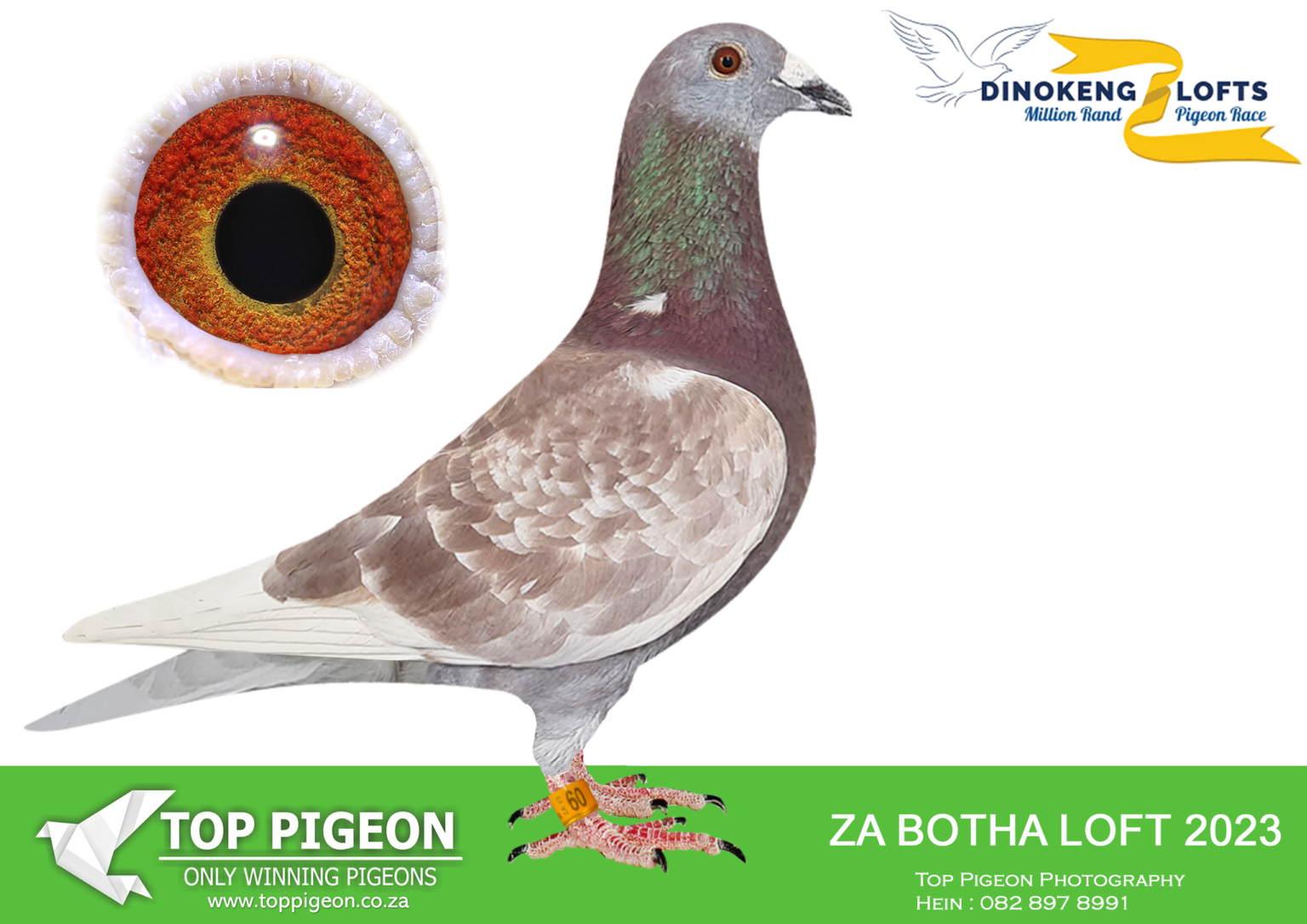 LOT 30 DINOKENG OLR – BOTHA LOFTS – ZA 23 BOTHA LOFT 60 “FERRARI”-SIRE IS SAME BRED AS DYNASTY ...