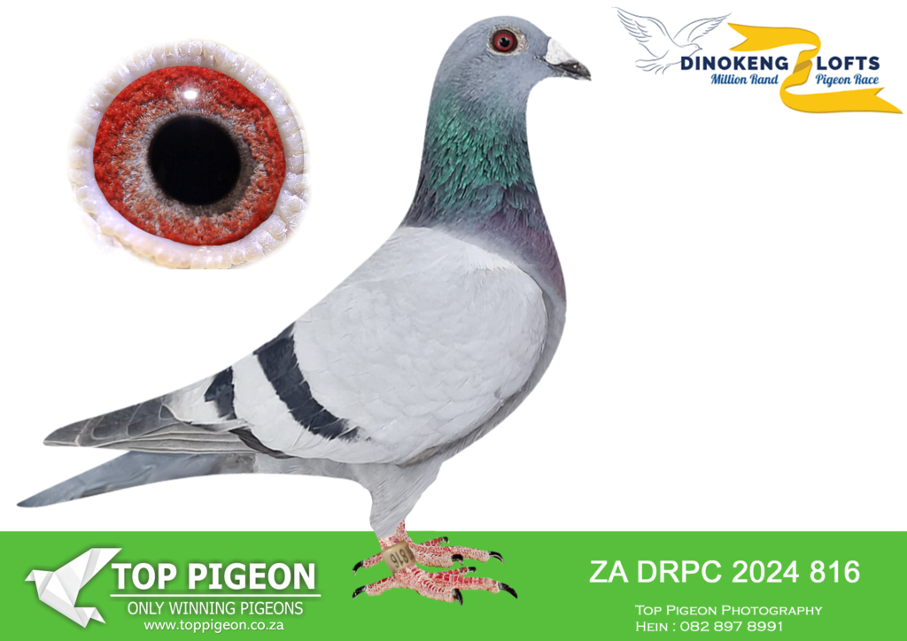 LOT 59 DINOKENG OLR – WEBSTER LOFTS – ZA 24 DRPC 816 “LYSITHEA MOON”-SIRE:891-21-DIAS “GOLDEN ...