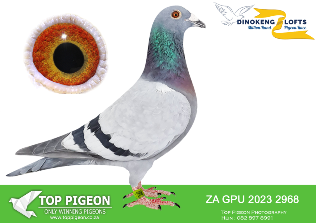 .LOT 4 DINOKENG OLR – JACO & DANIE – ZA 23 GPU 2968 “DTR 1 MISS ...