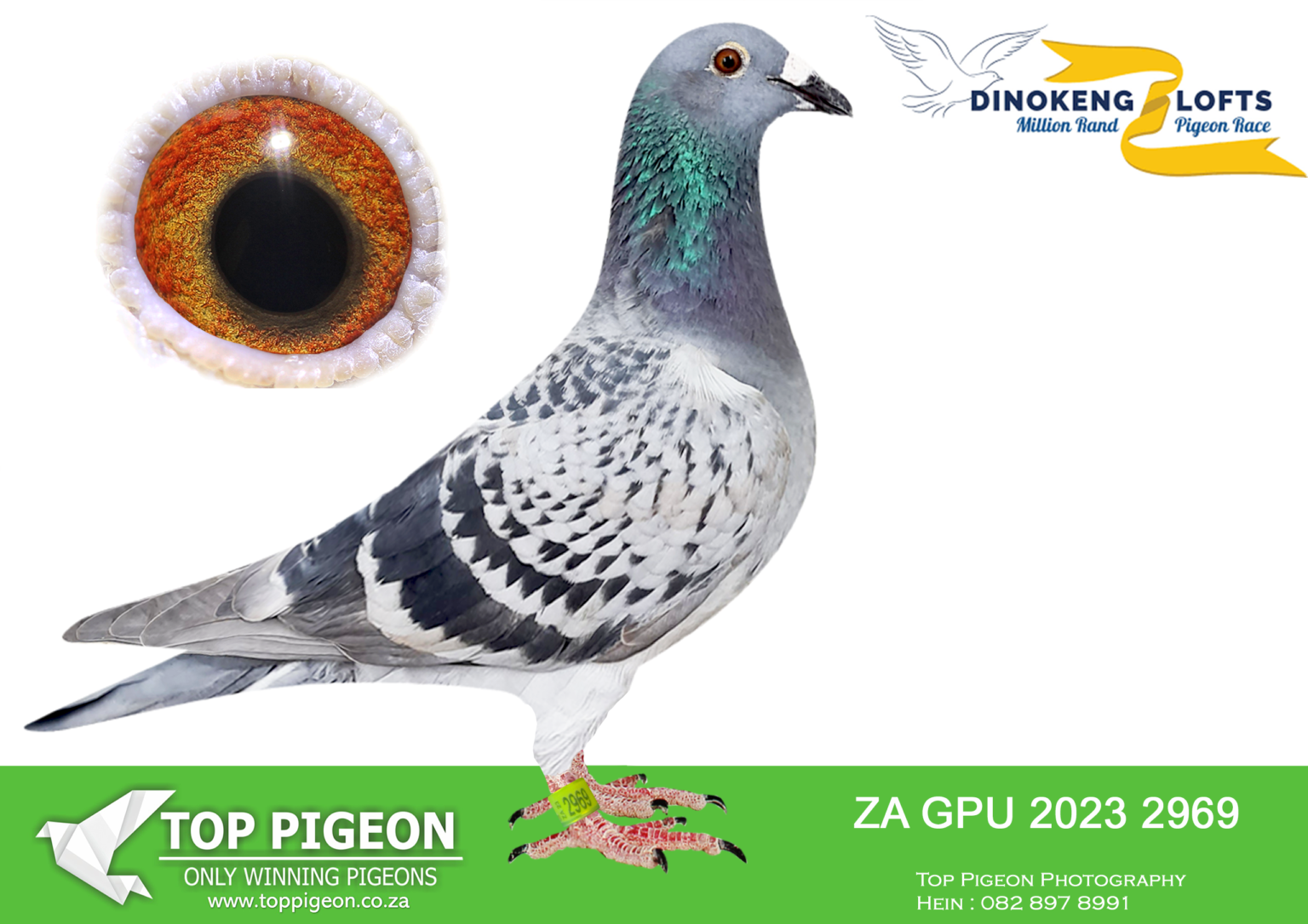 LOT 52 DINOKENG OLR – JACO & DANIE – ZA 23 GPU 2969 “DTR 2 MISS NAVIGATOR”-SAME BRED AS 2ND ...