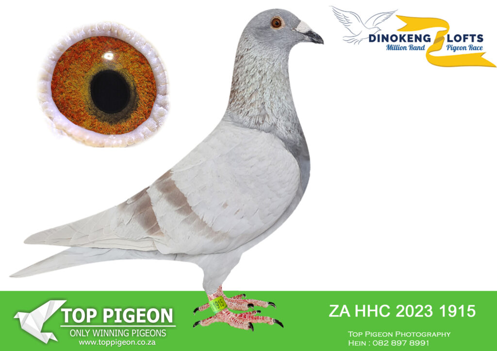 LOT 95 DINOKENG OLR – INTER PROVINCIAL QUARTET – ZA 23 HHC 1915 “POKER FACE (Les Windle)” – SIRE ...