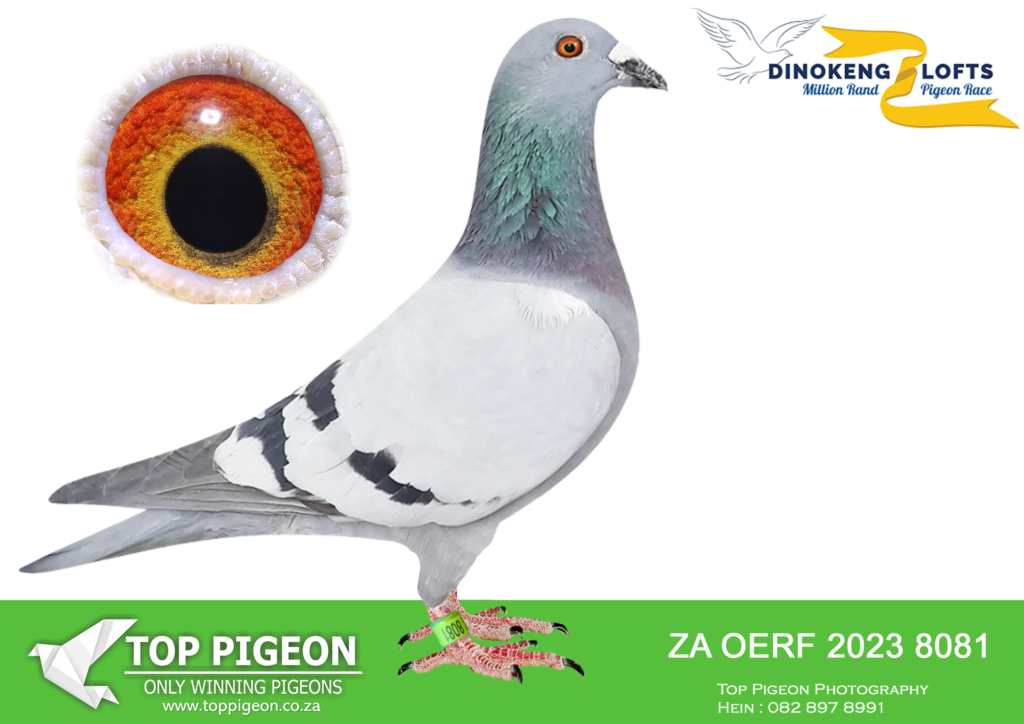 Z..LOT 100 DINOKENG OLR – JACO & DANIE – ZA 23 GPU 9529 “SISTER FOLLOW ME”-SIRE: 138 ZA 17 OOA ...