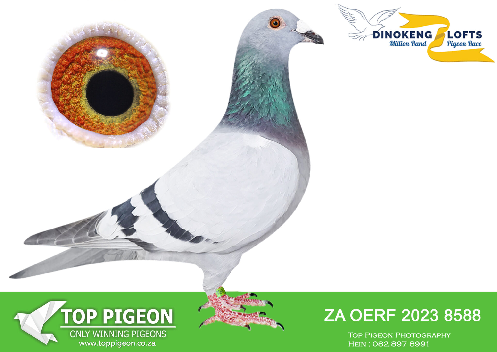 LOT 11 DINOKENG OLR – CLIVE FROST – ZA 23 OERF 8588 “CELERIANA”—–5TH FINAL—SIRE: ZA 15 NB 315 ...