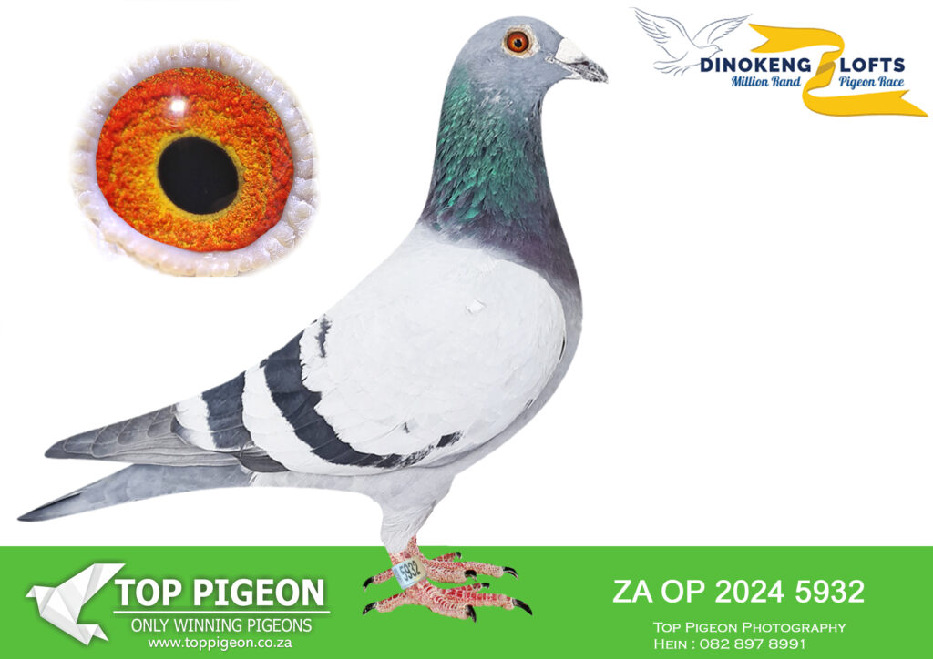 Z..LOT 115 DINOKENG OLR – GERBER & KOUTSOUDIS – ZA 24 OP 5932 “REECHER ...