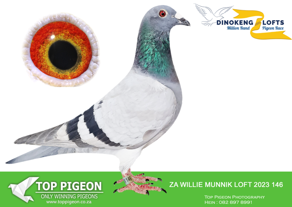 LOT 25 DINOKENG OLR – WILLIE MUNNIK – ZA 23 WMUNNIK LOFT 146 “85037/852”-SIRE: PRPC 18 ZA 85037 ...